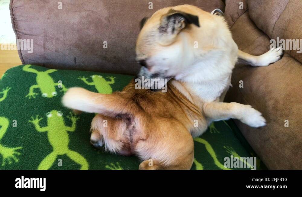 Dermatitis of skin Stock Videos & Footage - HD and 4K Video Clips - Alamy