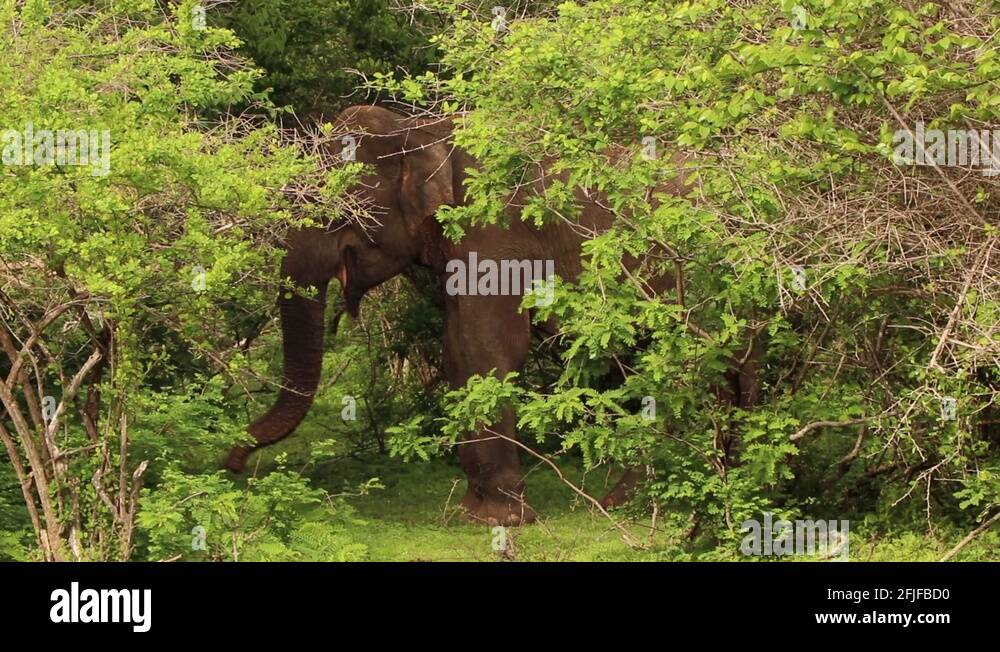 Elephant behind a tree in Sri Lanka Stock Video Footage - Alamy