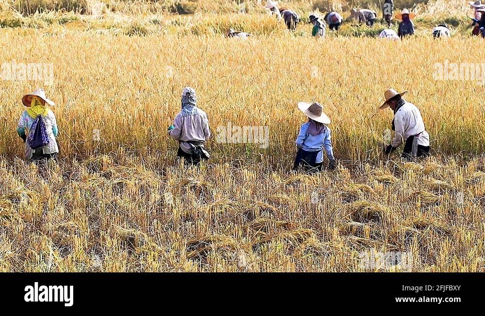 Thailand rice harvest Stock Videos & Footage - HD and 4K Video Clips ...