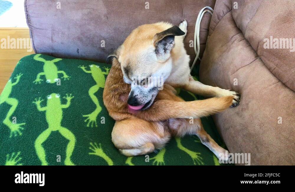 Skin infection on dog Stock Videos & Footage - HD and 4K Video Clips ...