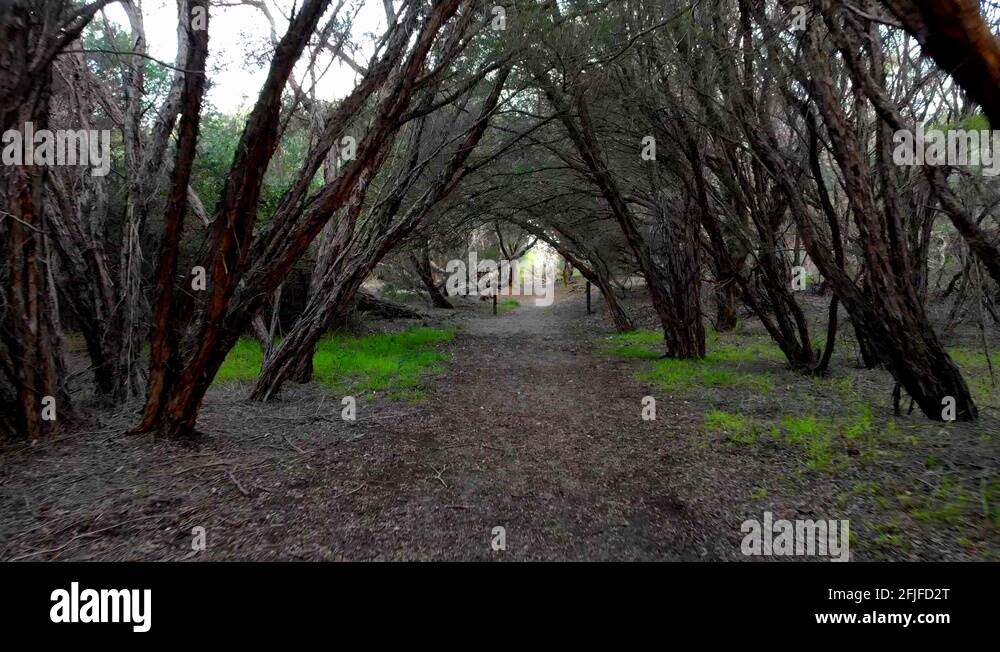 Creepy bush Stock Videos & Footage - HD and 4K Video Clips - Alamy