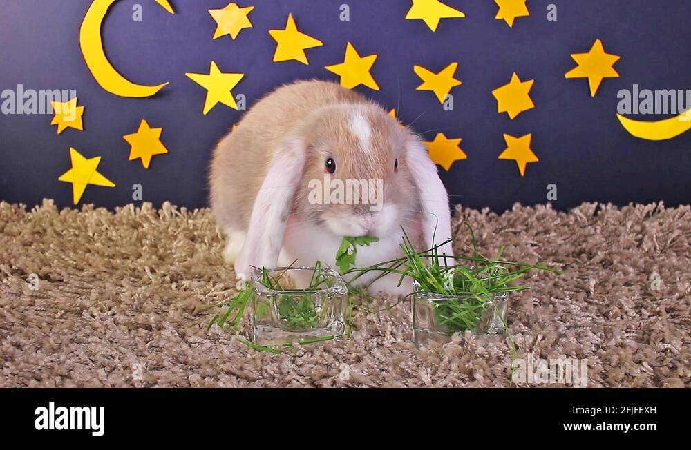 Sleep animals Stock Videos & Footage - HD and 4K Video Clips - Alamy