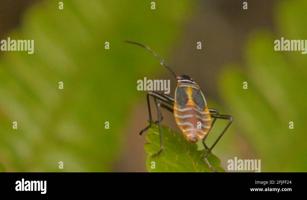 Bug costa rica Stock Videos & Footage - HD and 4K Video Clips - Alamy
