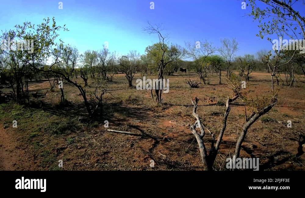 Limpopo game reserve Stock Videos & Footage - HD and 4K Video Clips - Alamy
