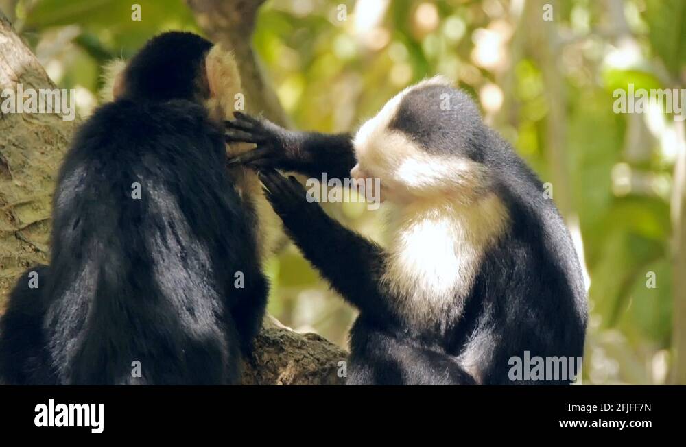 White faced capuchin monkeys grooming in Costa Rica, tripod shot Stock ...