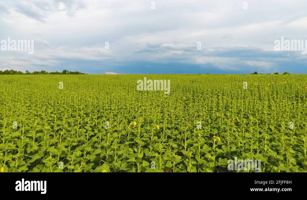 Massive field of sunflowers, sunny weather and dark rain clouds on the ...