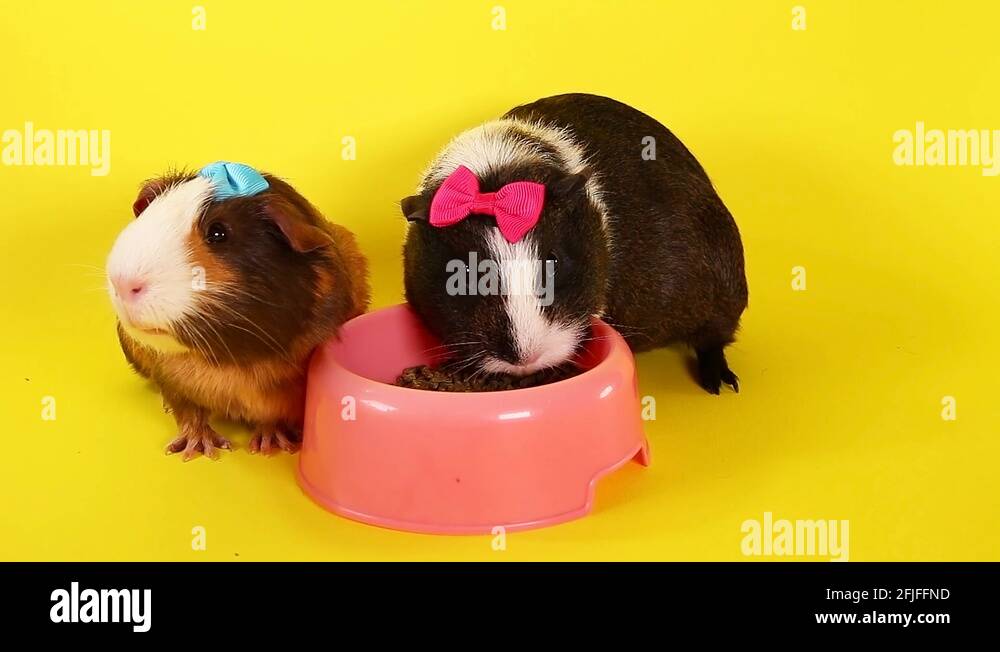 Cavies Stock Videos & Footage - HD and 4K Video Clips - Alamy