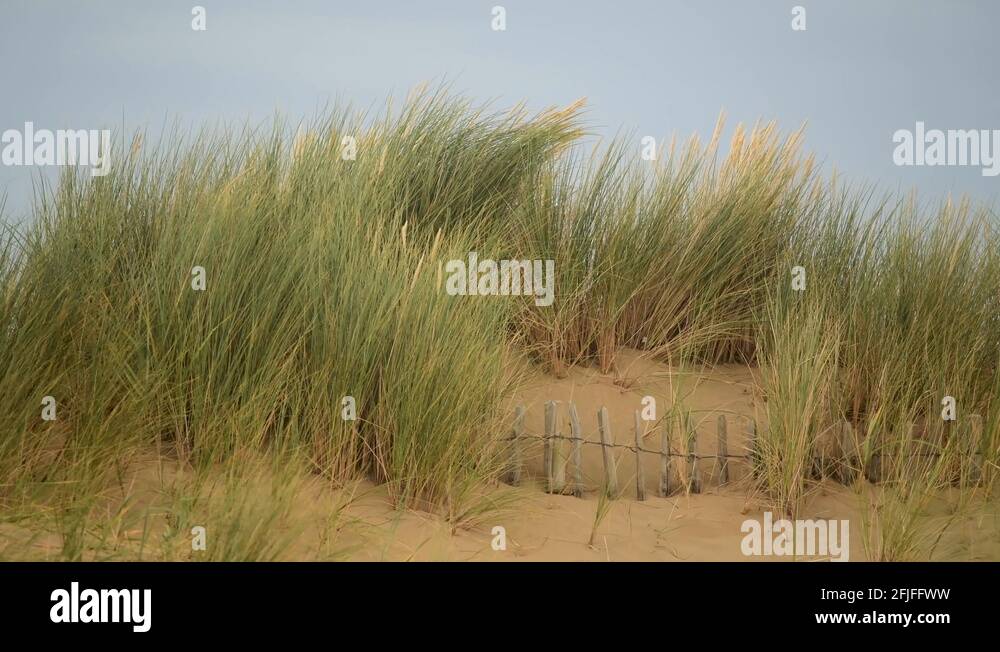 Bent grass green Stock Videos & Footage - HD and 4K Video Clips - Alamy