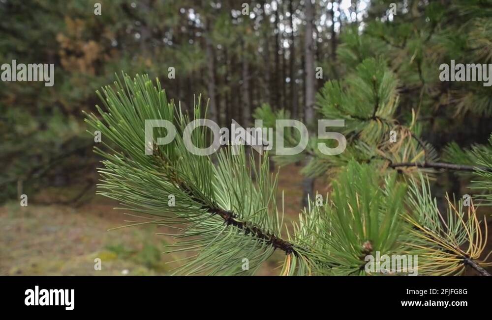 Pinewood Forest in a very beautiful natural region, focus pulling Stock ...