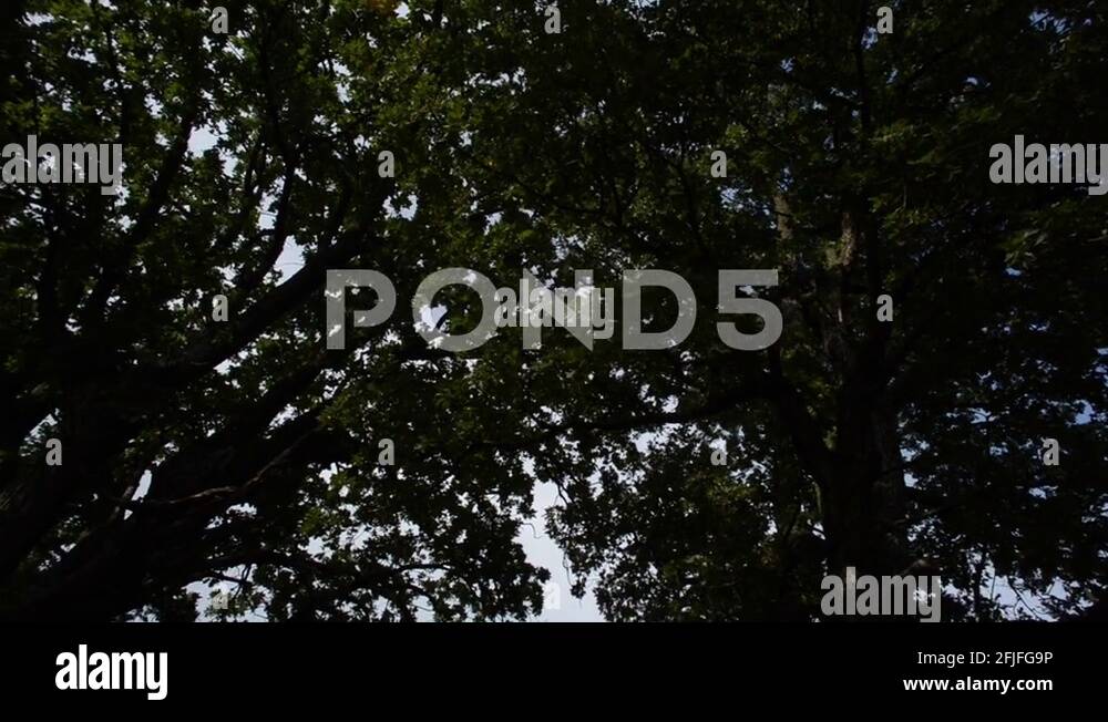 Church in the grove Stock Videos & Footage - HD and 4K Video Clips - Alamy