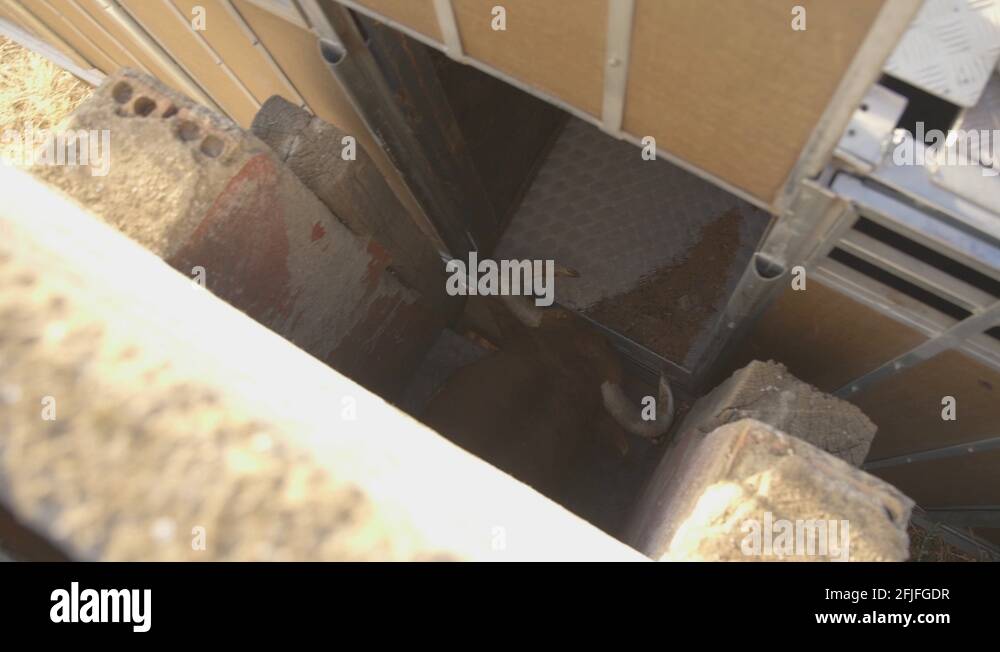 Bull transport Stock Videos & Footage - HD and 4K Video Clips - Alamy