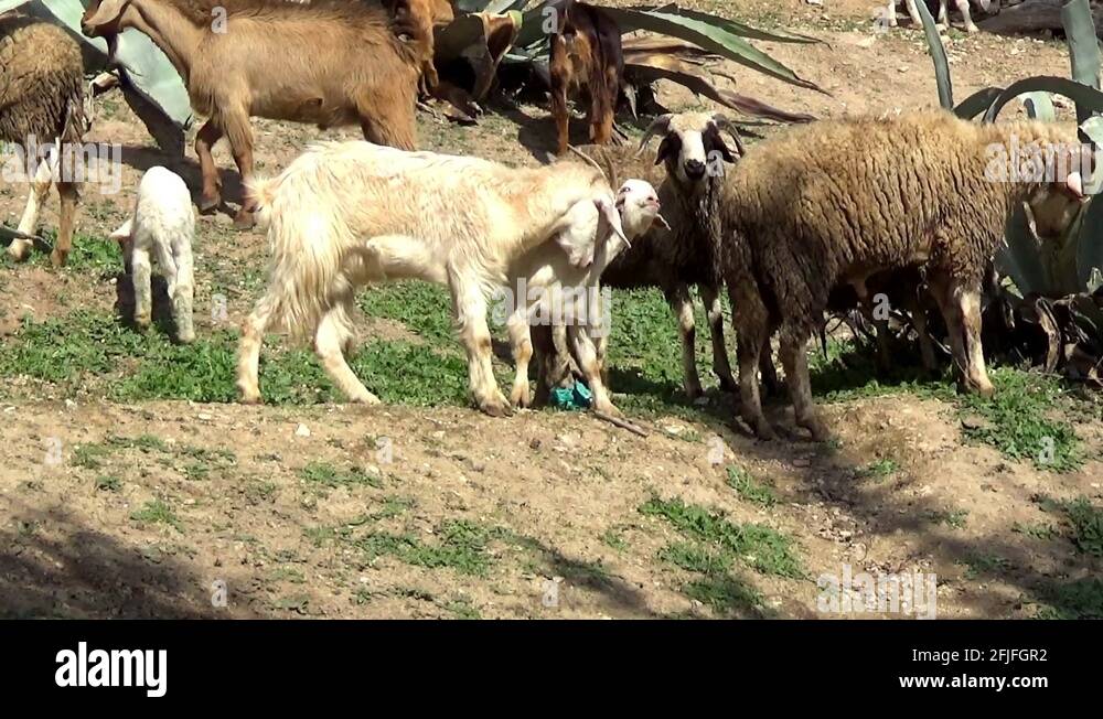 Ram fighting Stock Videos & Footage - HD and 4K Video Clips - Alamy