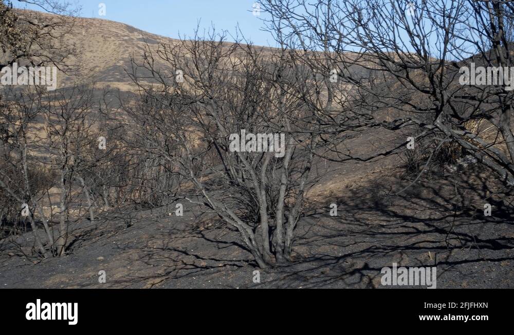 Skeletons of trees Stock Videos & Footage - HD and 4K Video Clips - Alamy