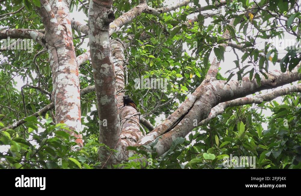 New saddle tree Stock Videos & Footage - HD and 4K Video Clips - Alamy