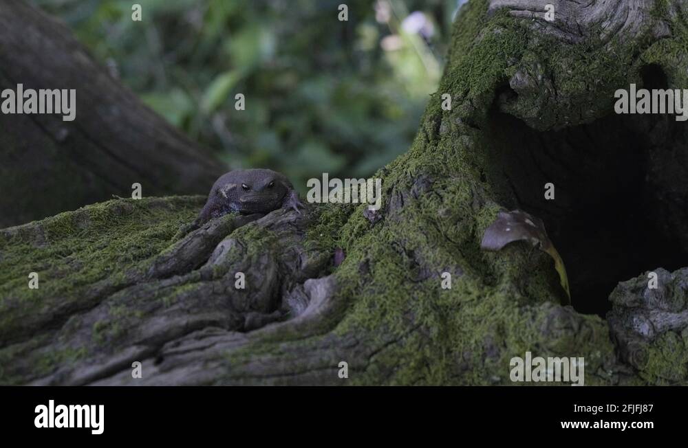 African tree frog Stock Videos & Footage - HD and 4K Video Clips - Alamy