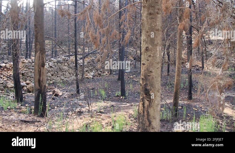 Burned pine forest Stock Videos & Footage - HD and 4K Video Clips - Alamy