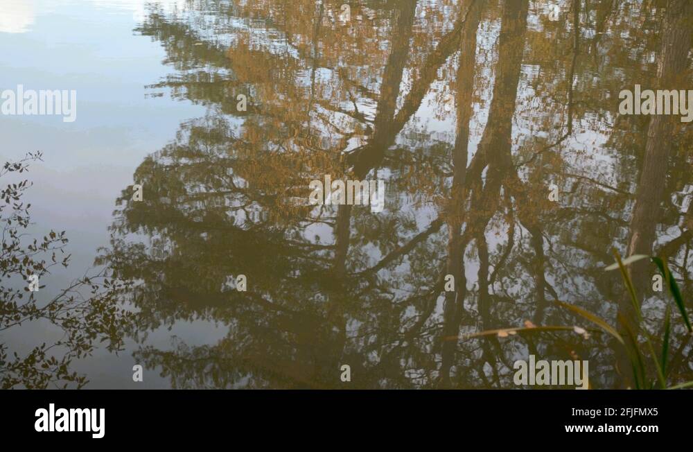 Fall leaves reflection lake Stock Videos & Footage - HD and 4K Video ...