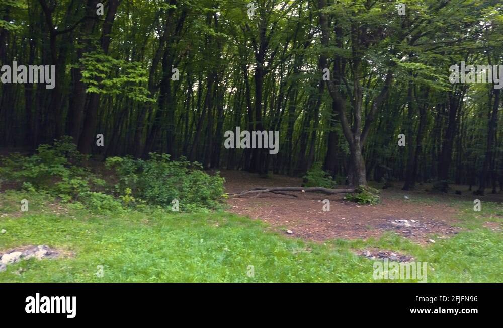 Clearing trees in the jungle Stock Videos & Footage - HD and 4K Video ...