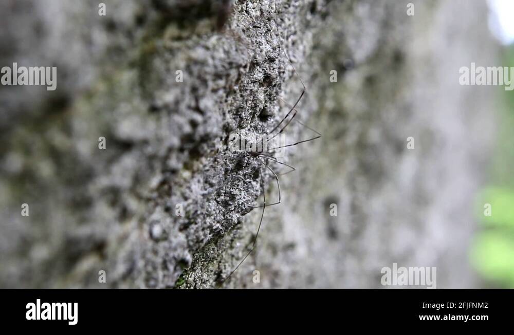 Stone spider stone Stock Videos & Footage - HD and 4K Video Clips - Alamy