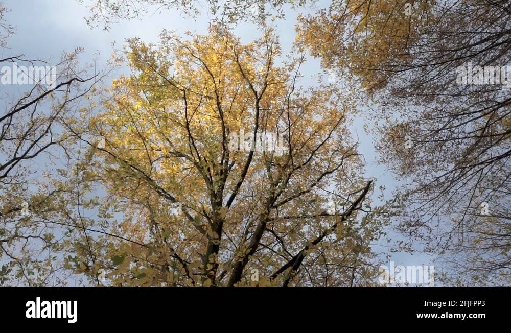 Atumn tree Stock Videos & Footage - HD and 4K Video Clips - Alamy