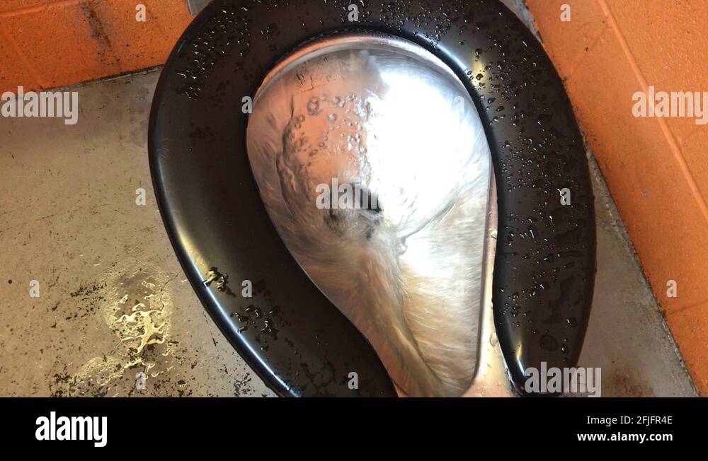 Toilet detail Stock Videos & Footage - HD and 4K Video Clips - Alamy