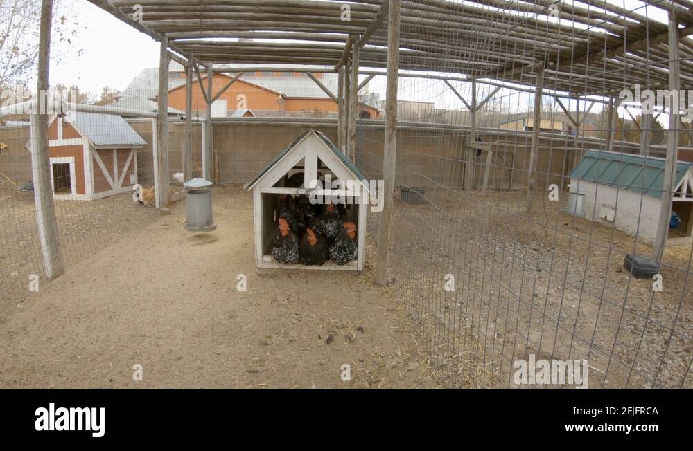 Black and white speckled chicken cocks crow in a barnyard pen Stock ...