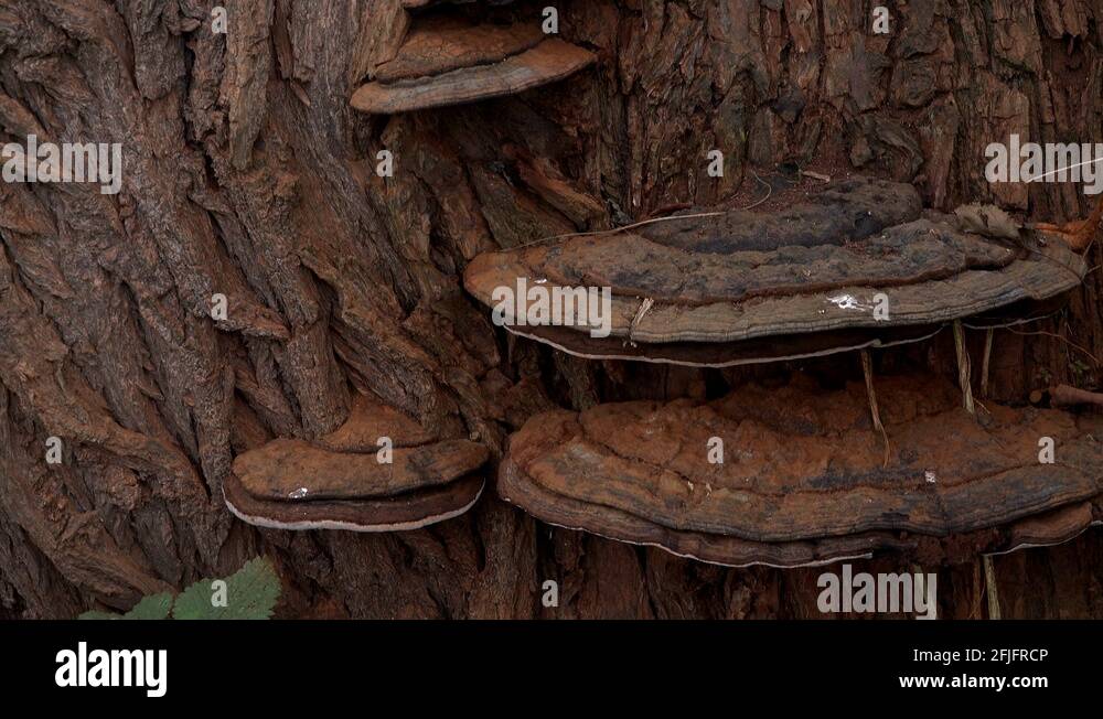 Oak bracket fungus Stock Videos & Footage - HD and 4K Video Clips - Alamy