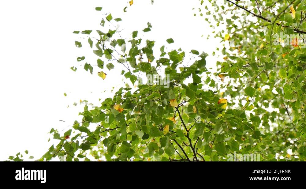 Summery trees Stock Videos & Footage - HD and 4K Video Clips - Alamy