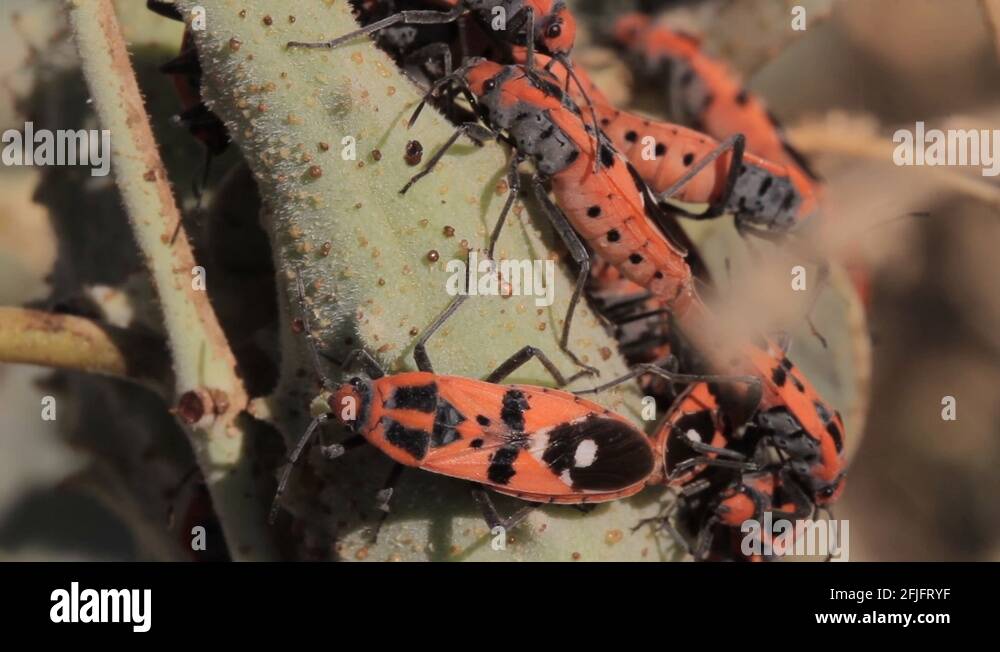 Plants and insects Stock Videos & Footage - HD and 4K Video Clips - Alamy
