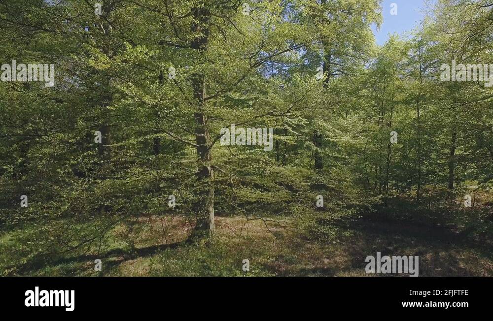 Beech trees in the new forest Stock Videos & Footage - HD and 4K Video ...