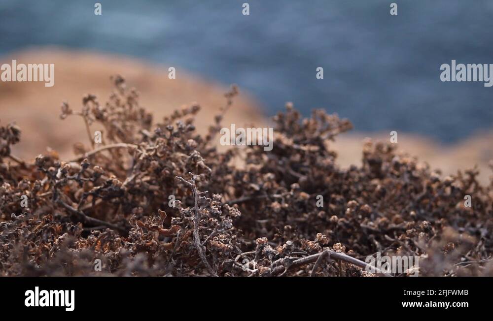 Blue beach landscape Stock Videos & Footage - HD and 4K Video Clips - Alamy