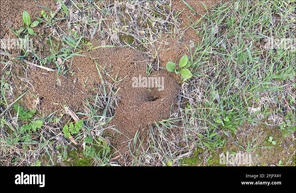 Ant holes Stock Videos & Footage - HD and 4K Video Clips - Alamy