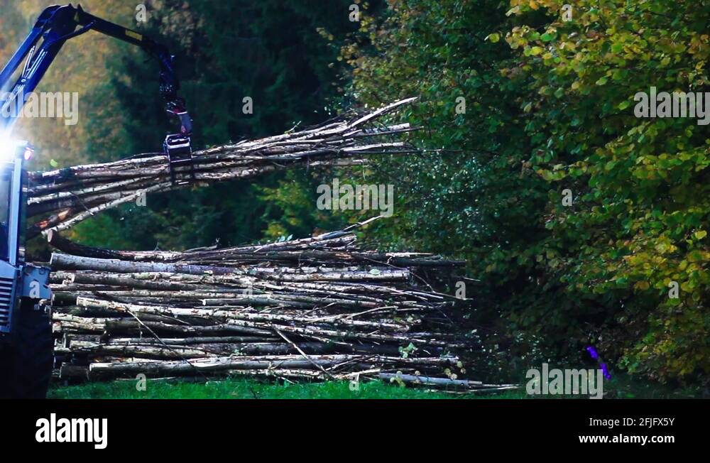 Deforestation, tractor loader lays the wood in the forest Stock Video ...