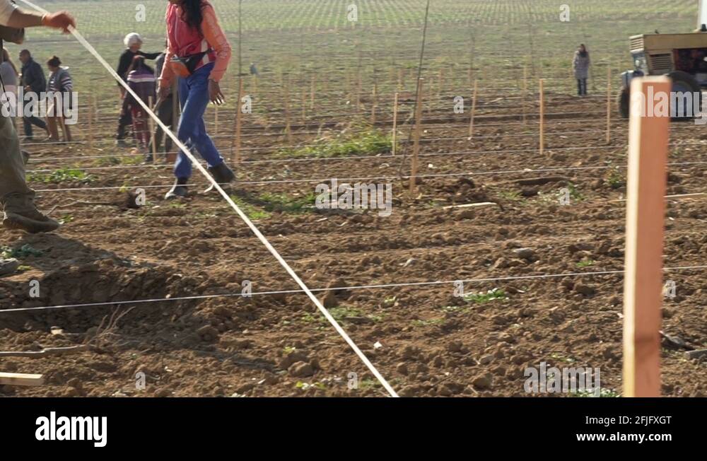 Plant ropes Stock Videos & Footage - HD and 4K Video Clips - Alamy