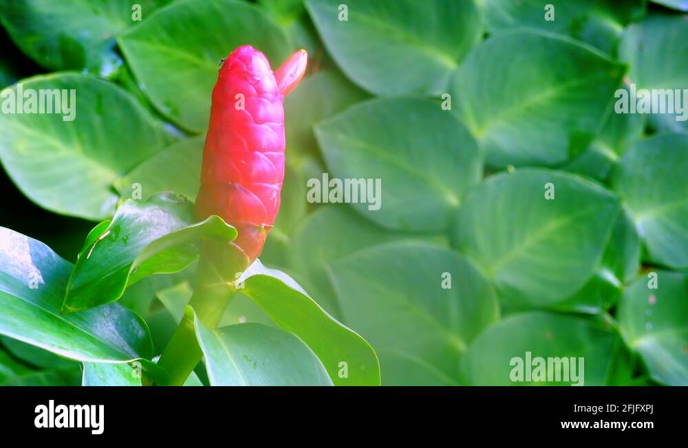 Shampoo ginger plant Stock Videos & Footage - HD and 4K Video Clips - Alamy