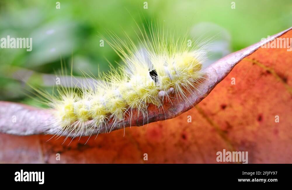 Moth at their natural habitat Stock Videos & Footage - HD and 4K Video ...