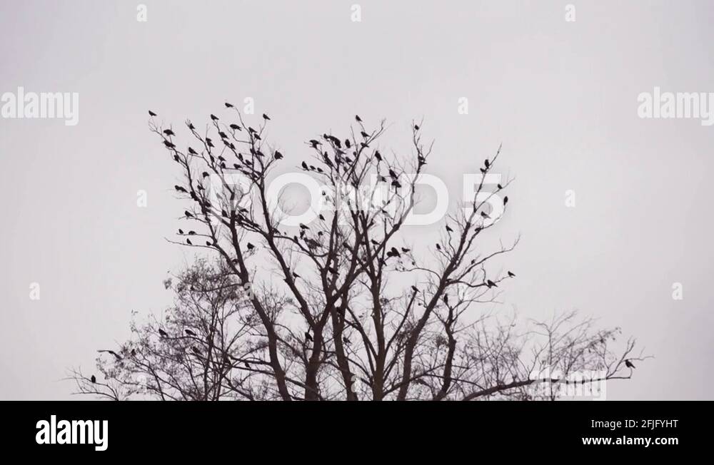 Birds crows Stock Videos & Footage - HD and 4K Video Clips - Alamy