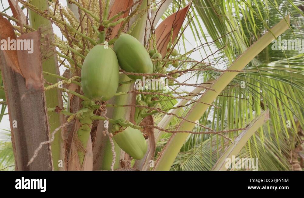 Oblong leaf Stock Videos & Footage - HD and 4K Video Clips - Alamy