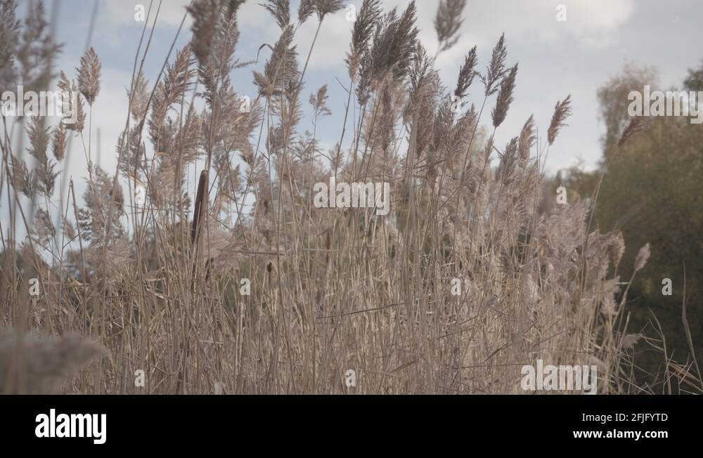 Reeds and rushes Stock Videos & Footage - HD and 4K Video Clips - Alamy