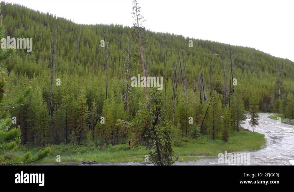 Raven in the rockies Stock Videos & Footage - HD and 4K Video Clips - Alamy