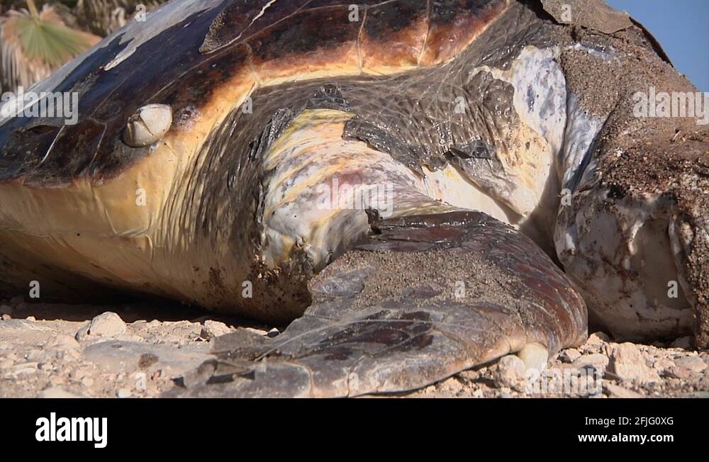 Dead sea turtle Stock Videos & Footage - HD and 4K Video Clips - Alamy