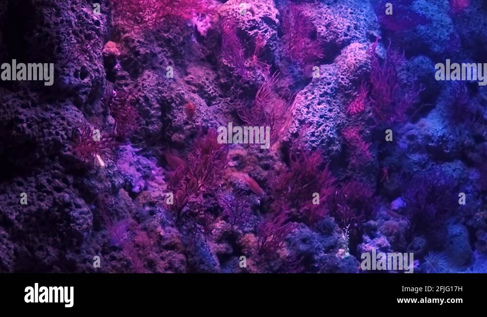 Purple coral reef Stock Videos & Footage - HD and 4K Video Clips - Alamy