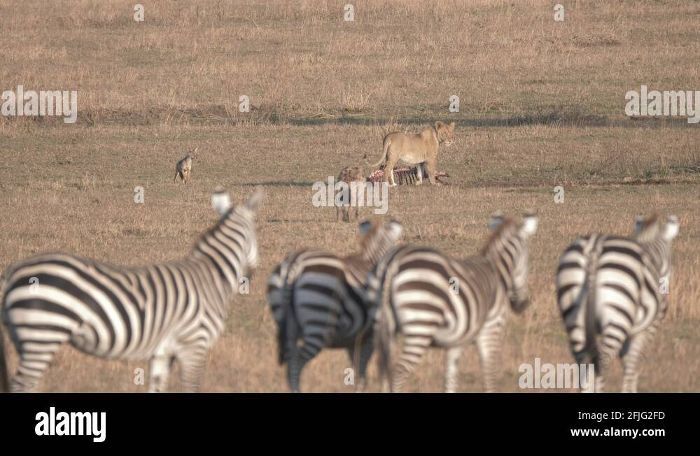 Lion Skeleton Stock Videos And Footage Hd And 4k Video Clips Alamy