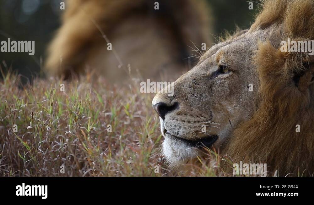 Cat eye level Stock Videos & Footage - HD and 4K Video Clips - Alamy