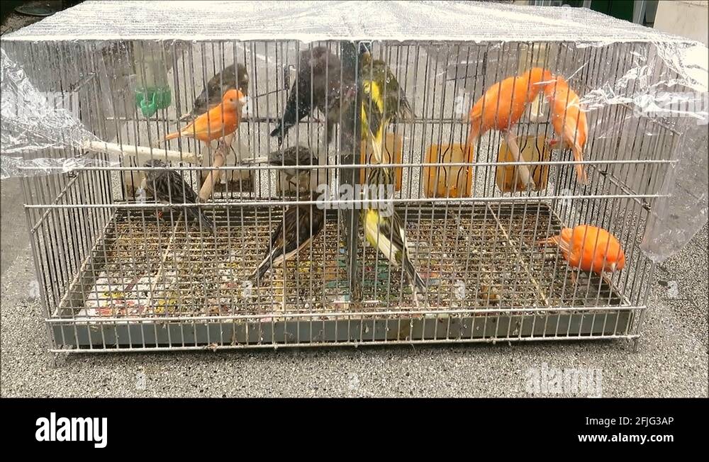 Domestic canaries Stock Videos & Footage - HD and 4K Video Clips - Alamy
