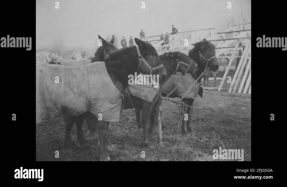 Mules ww1 Stock Videos & Footage - HD and 4K Video Clips - Alamy