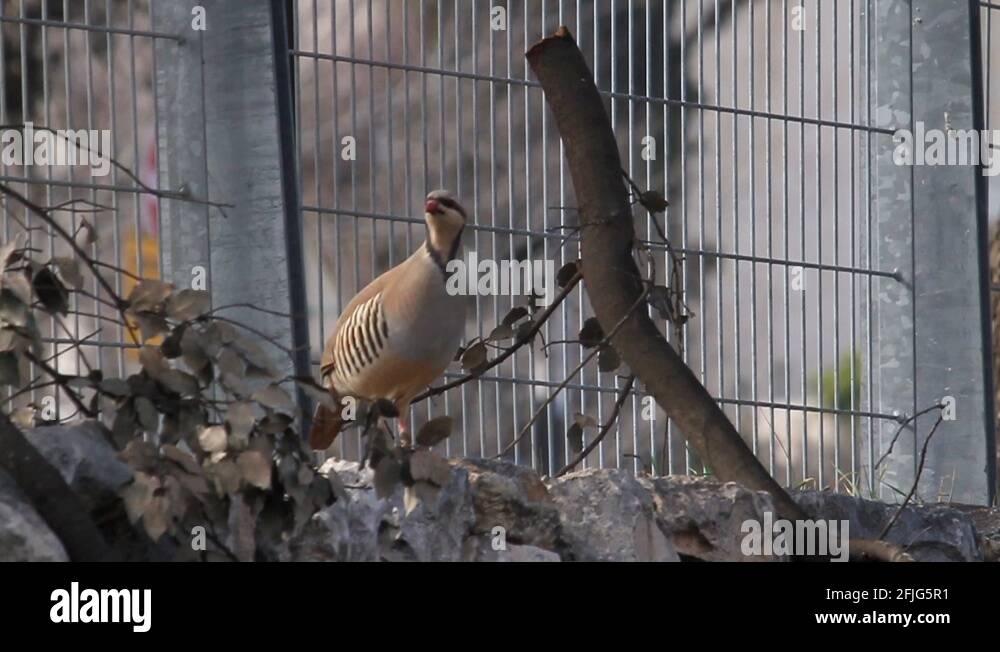 National bird of pakistan Stock Videos & Footage - HD and 4K Video ...