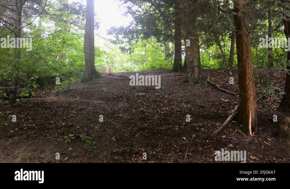 Trees for damp soil Stock Videos & Footage - HD and 4K Video Clips - Alamy