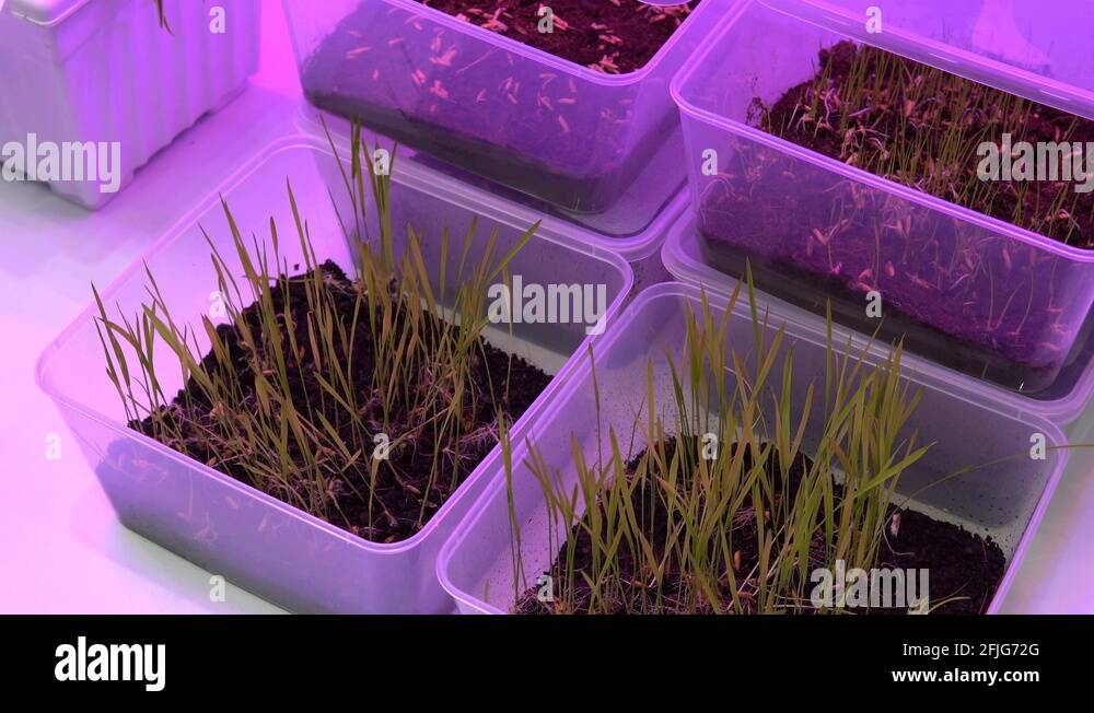 Led artificial light plants Stock Videos & Footage - HD and 4K Video ...