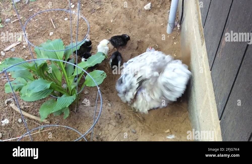 Baby chickens baby animal Stock Videos & Footage - HD and 4K Video ...